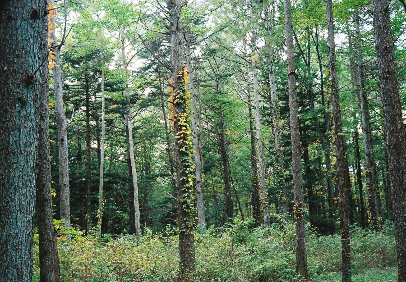 上智大学 | 地球環境学研究科 - EN - Graduate School of Global Environmental Studies